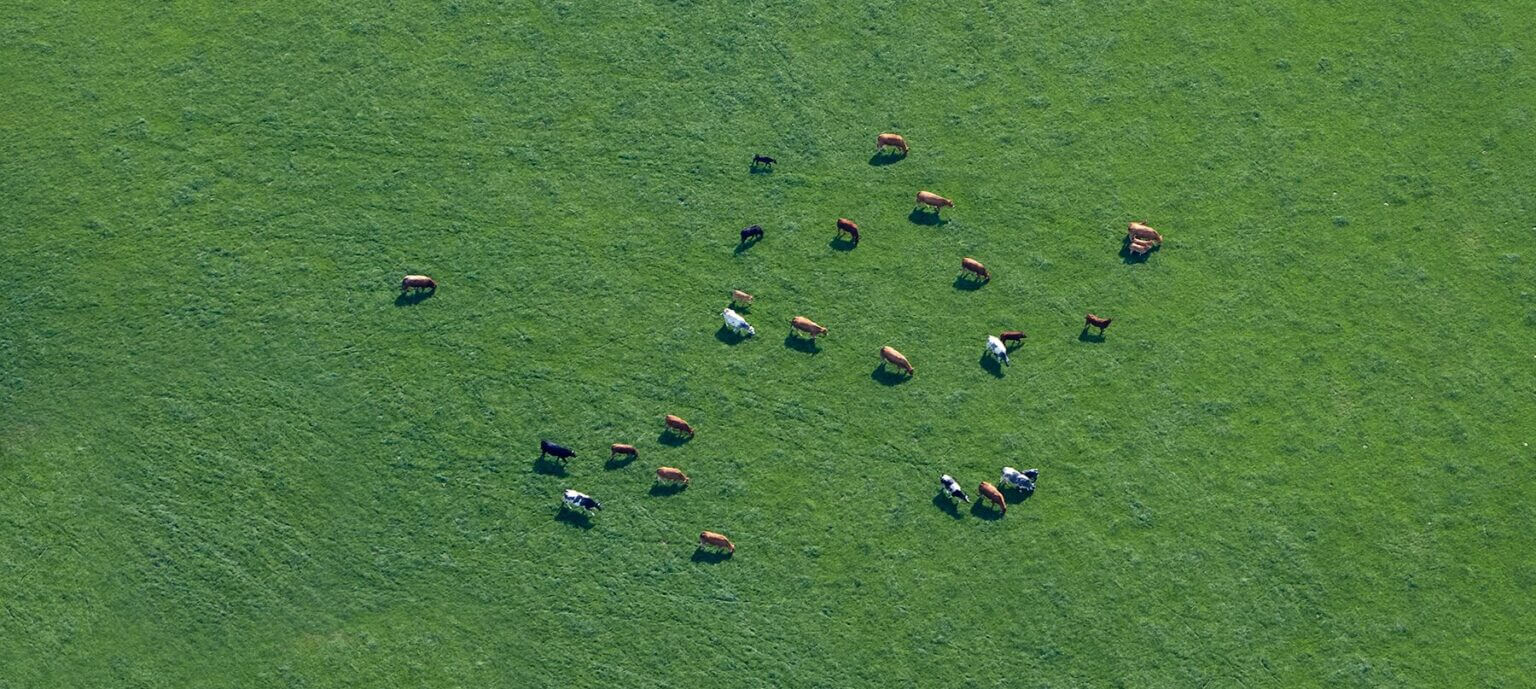 Unlocking action on livestock methane – Clean Air Task Force