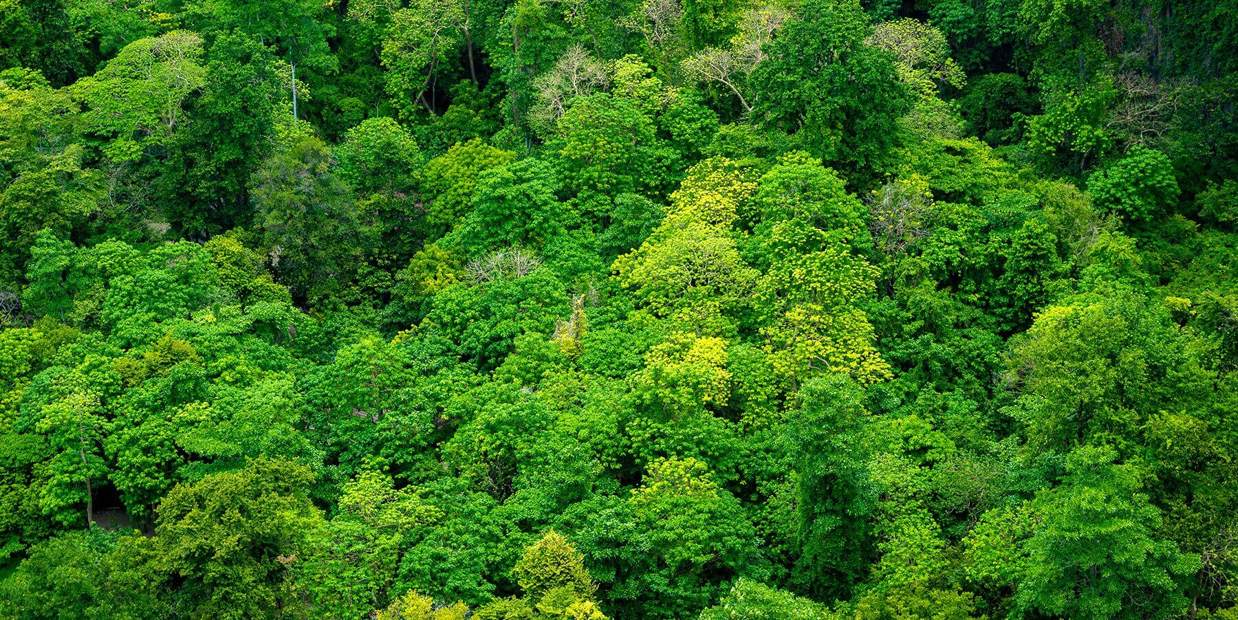 CATF applauds White House joint policy statement on voluntary carbon ...