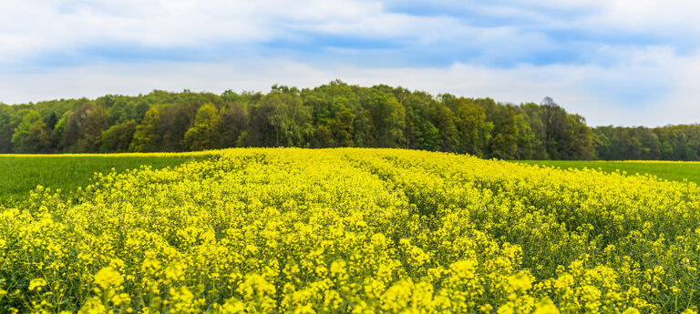 BECCS: New development opportunities for the Polish biomass industry ...